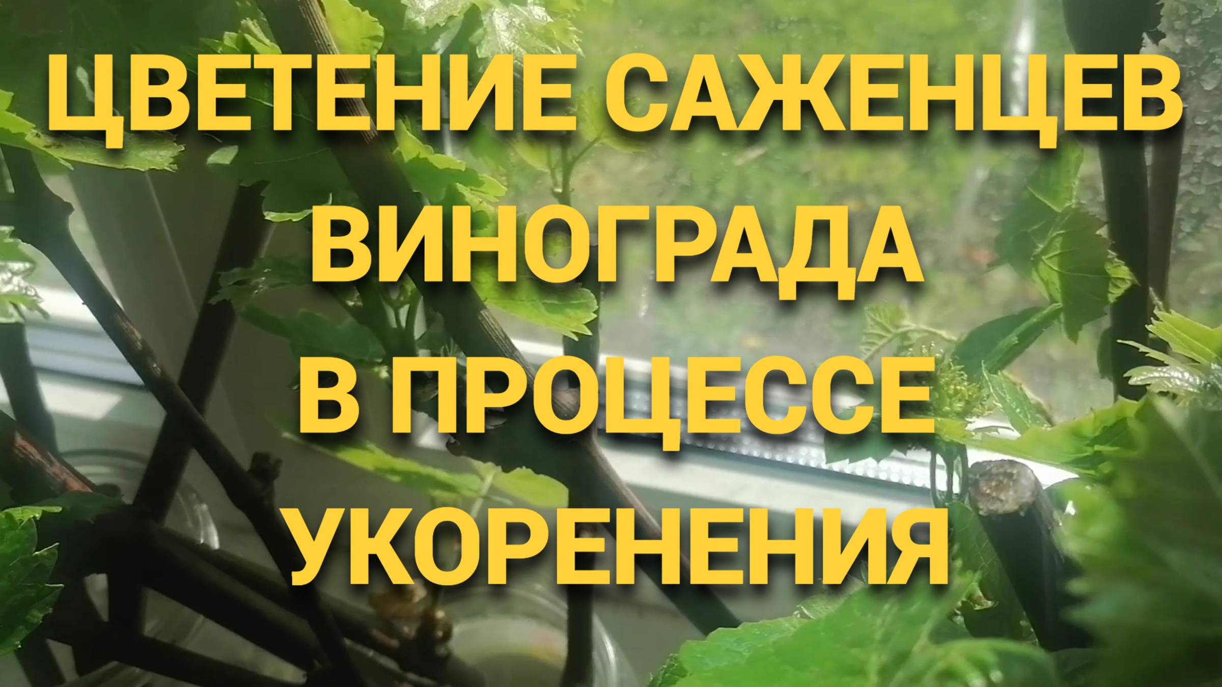Нужно ли удалять бутоны будущих соцветий на саженцах винограда в процессе укоренения.