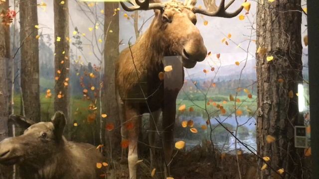 Музей природы