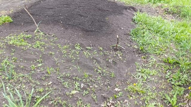 3 Мая признаки идут а мы 2 день занимаемся  уборкой не спеша на участке , чем порадует нас природа.