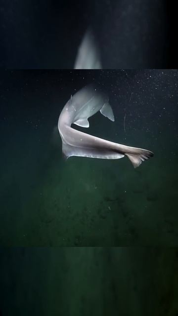 Тайна Хоксрапекса: Почему эти хищники без врагов — ключ к здоровью океана?