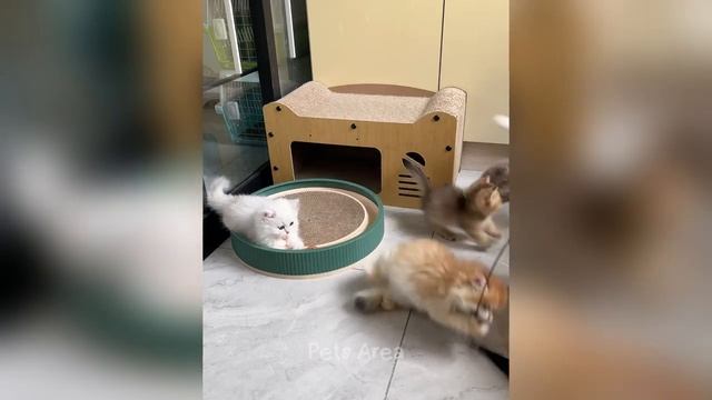 Улетные приколы с животными смех до слез  ЧАСТЬ 1