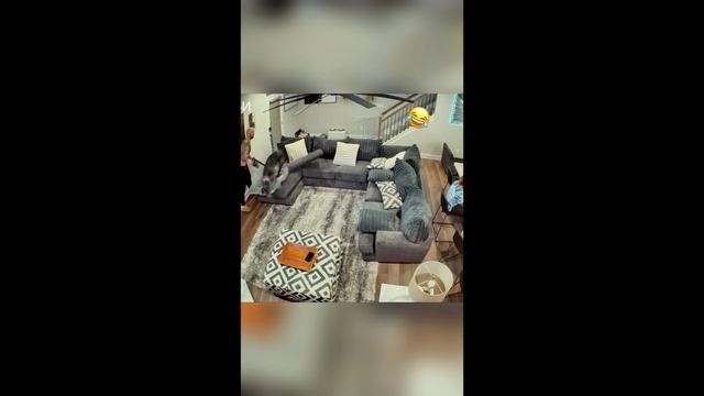 Смешные собаки #1