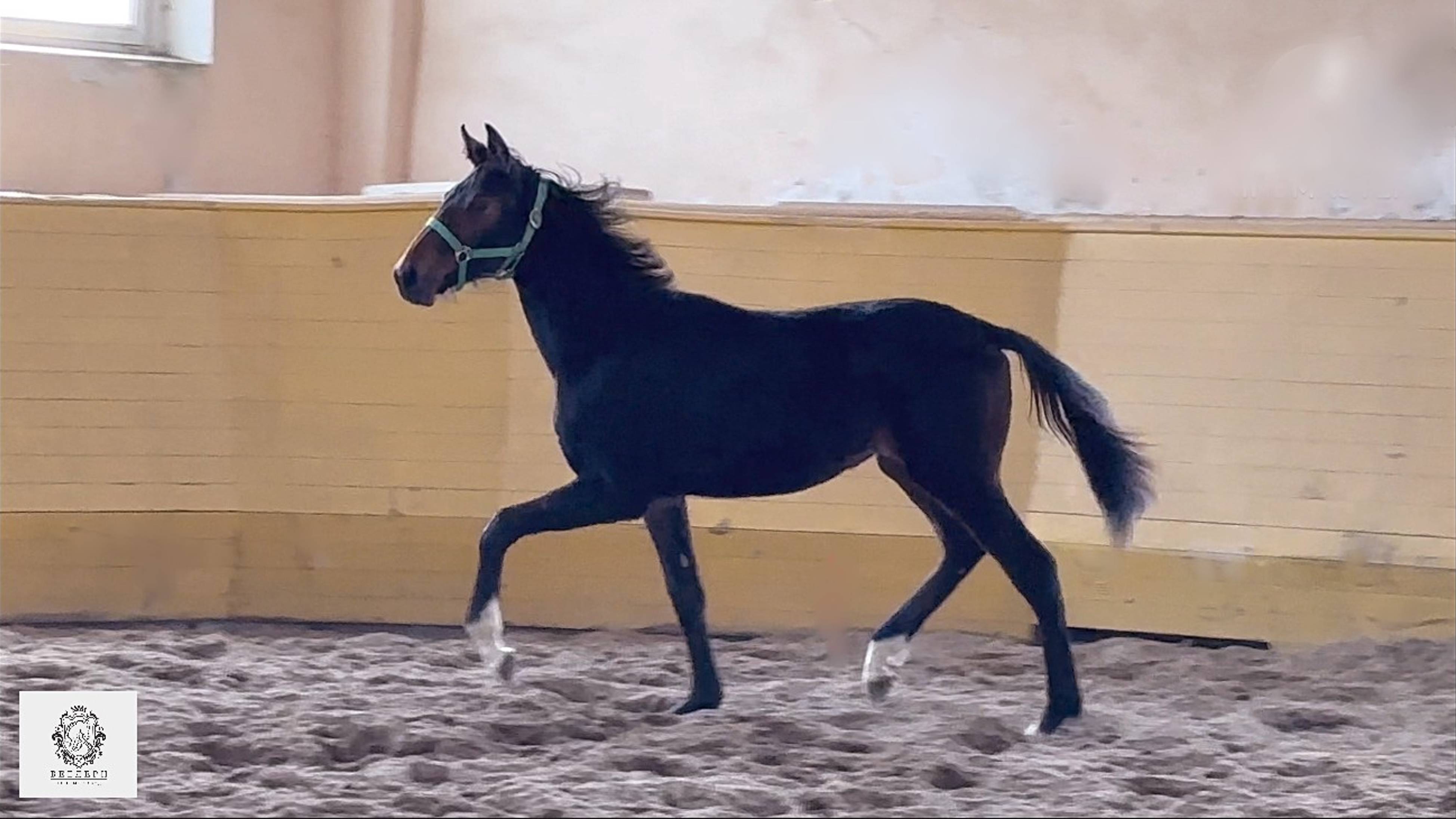 Кобыла ДРУВА WD, 2025 г.р.  #внукиDantanderHit