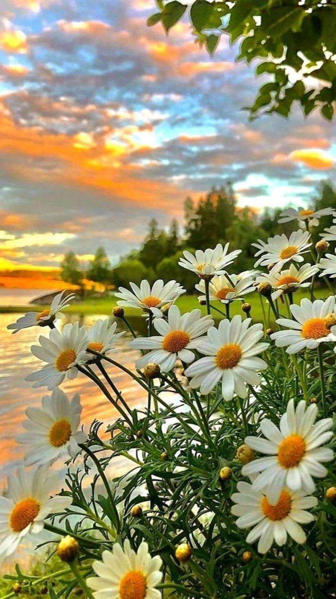 Ты мой цветочек!