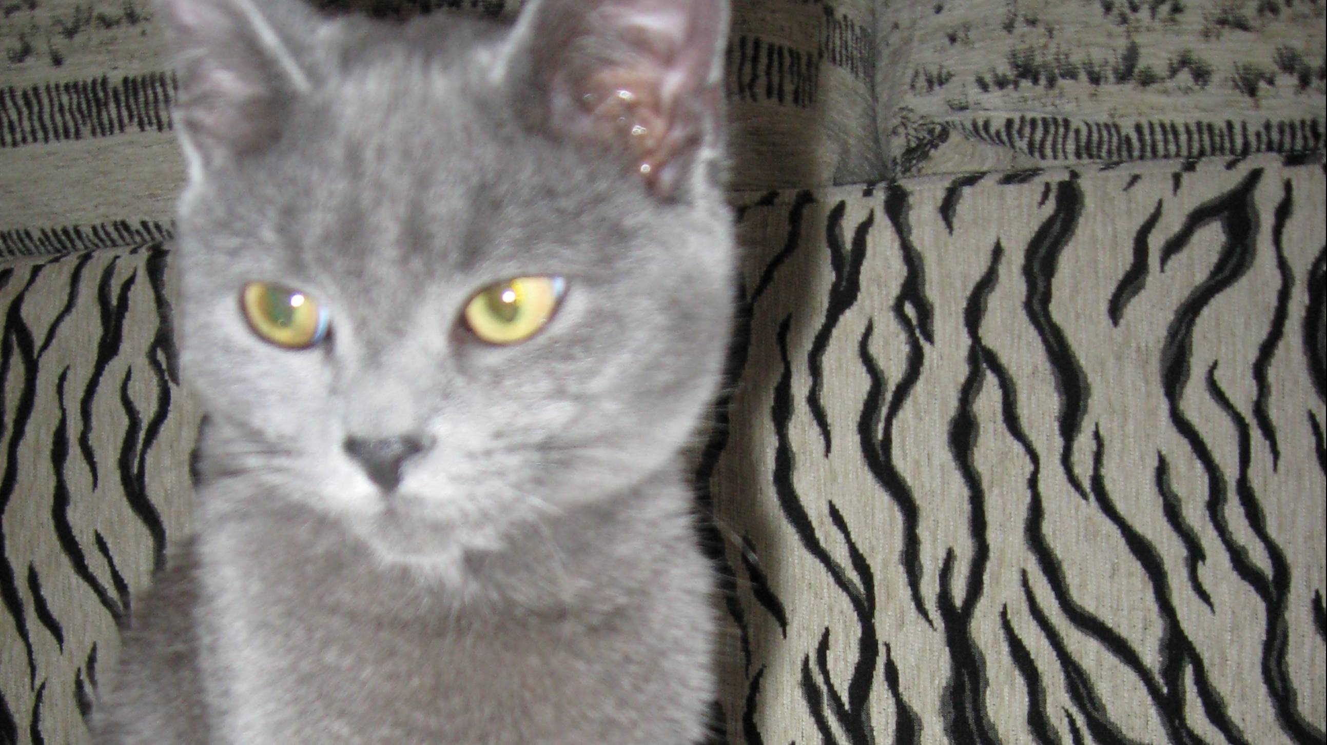 Si-souvat Тишка_3