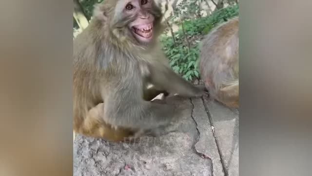 😂 Самые смешные животные...