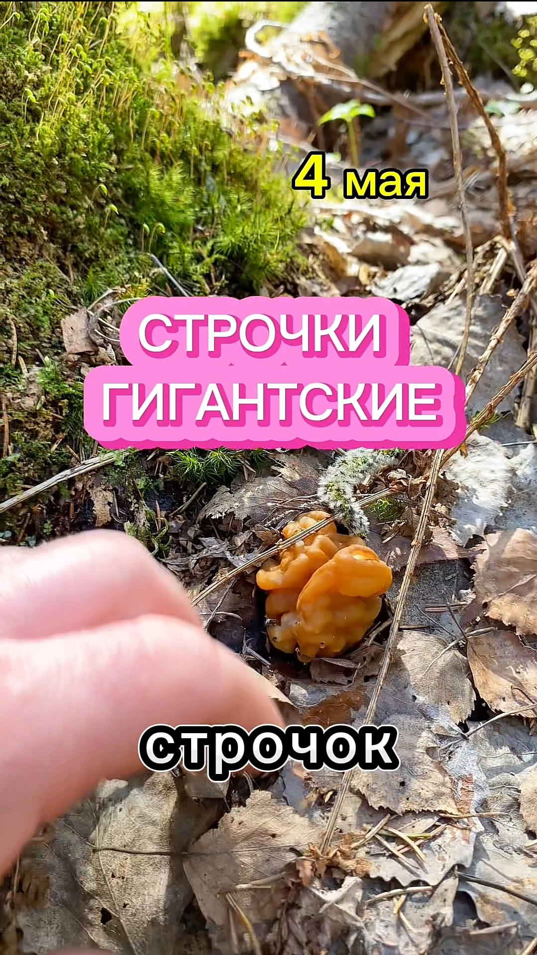 Строчок гигантский съедобный гриб. Как приготовить строчок гигантский. Первые грибы весной #грибы