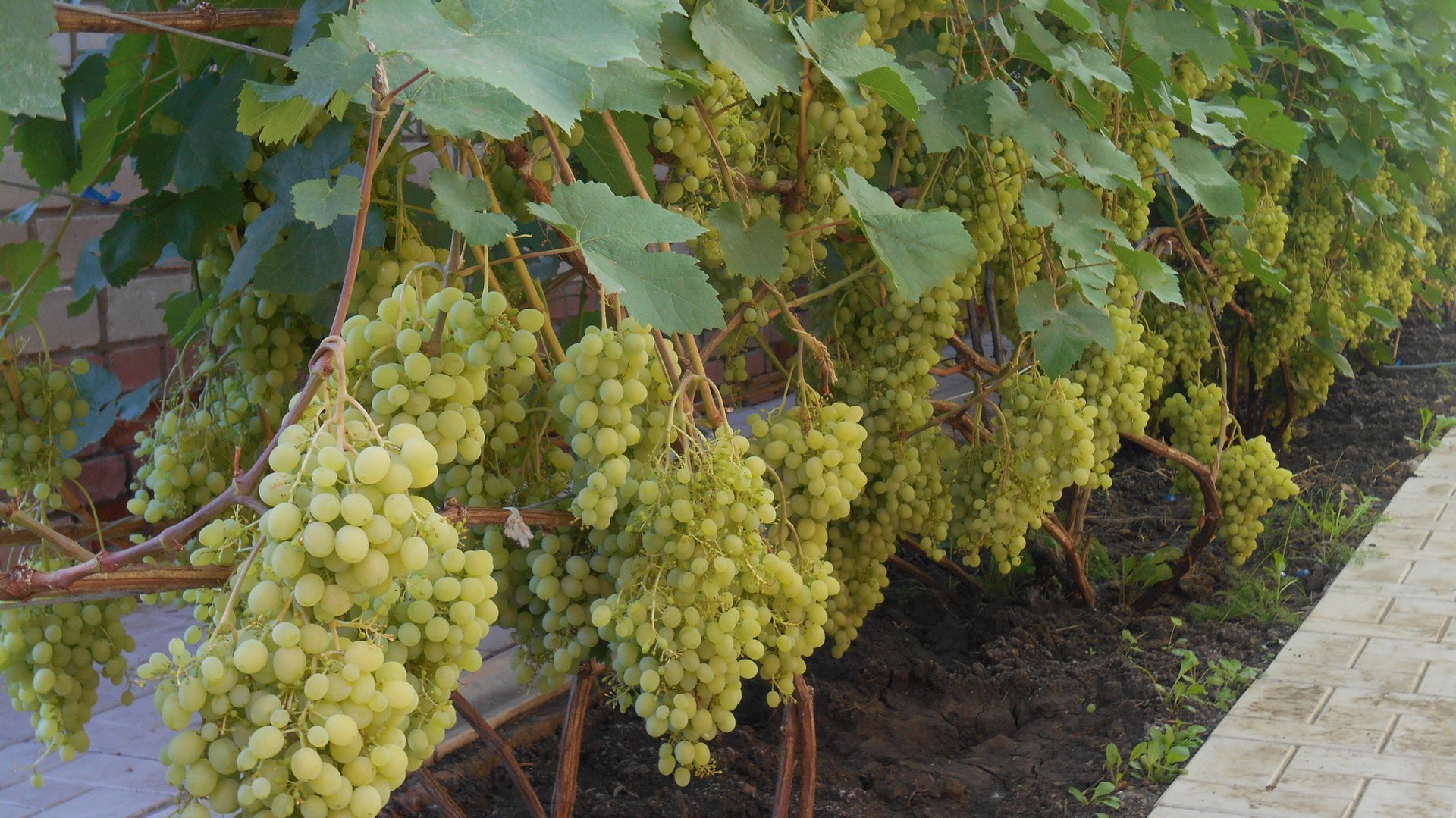 Виноградник Юрия Матвеева. Открытие виноградника после заморозков 6 мая 2025 года