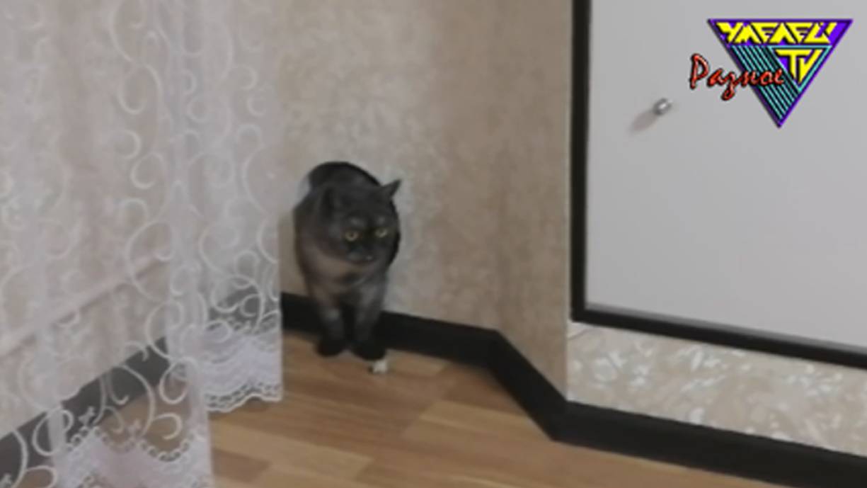 Мастерим межкомнатный кошачий лаз. Часть 2. Тестирование его питомцем. 🐱