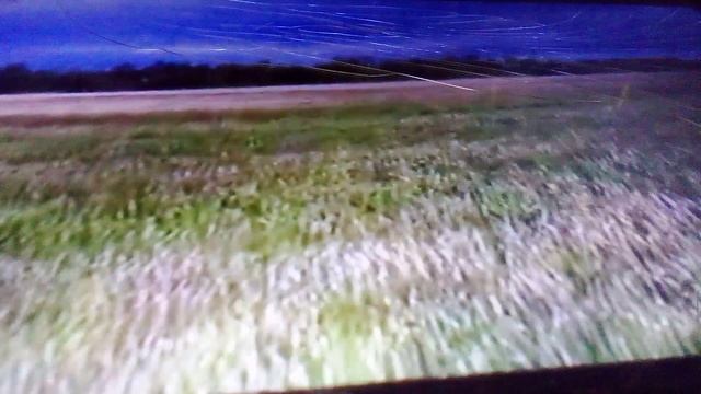 Дикий голубь вяхирь на пролёте. Интересная охота на дикого голубя вяхиря.