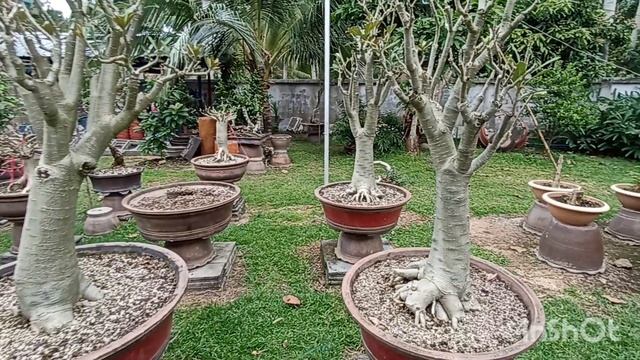 Taling Ngam, Samui: кафе PAPA’S CROISSANT, карликовые деревья бонсай, рынок и парикмахерская