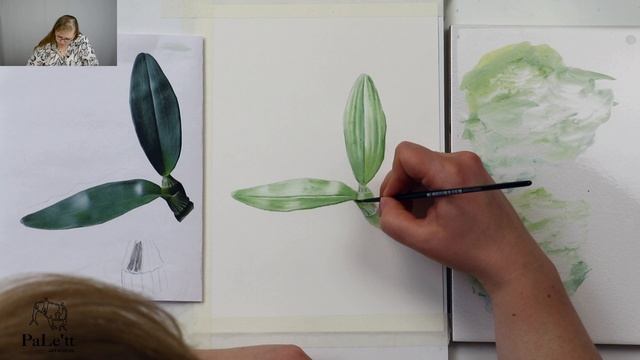 Урок 3. Лист орхидеи. Превью для урока. Ботаническая живопись для начинающих. 0 ступень