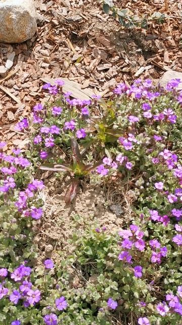 Обриета начала цветение. 05.05.2025 #обриета