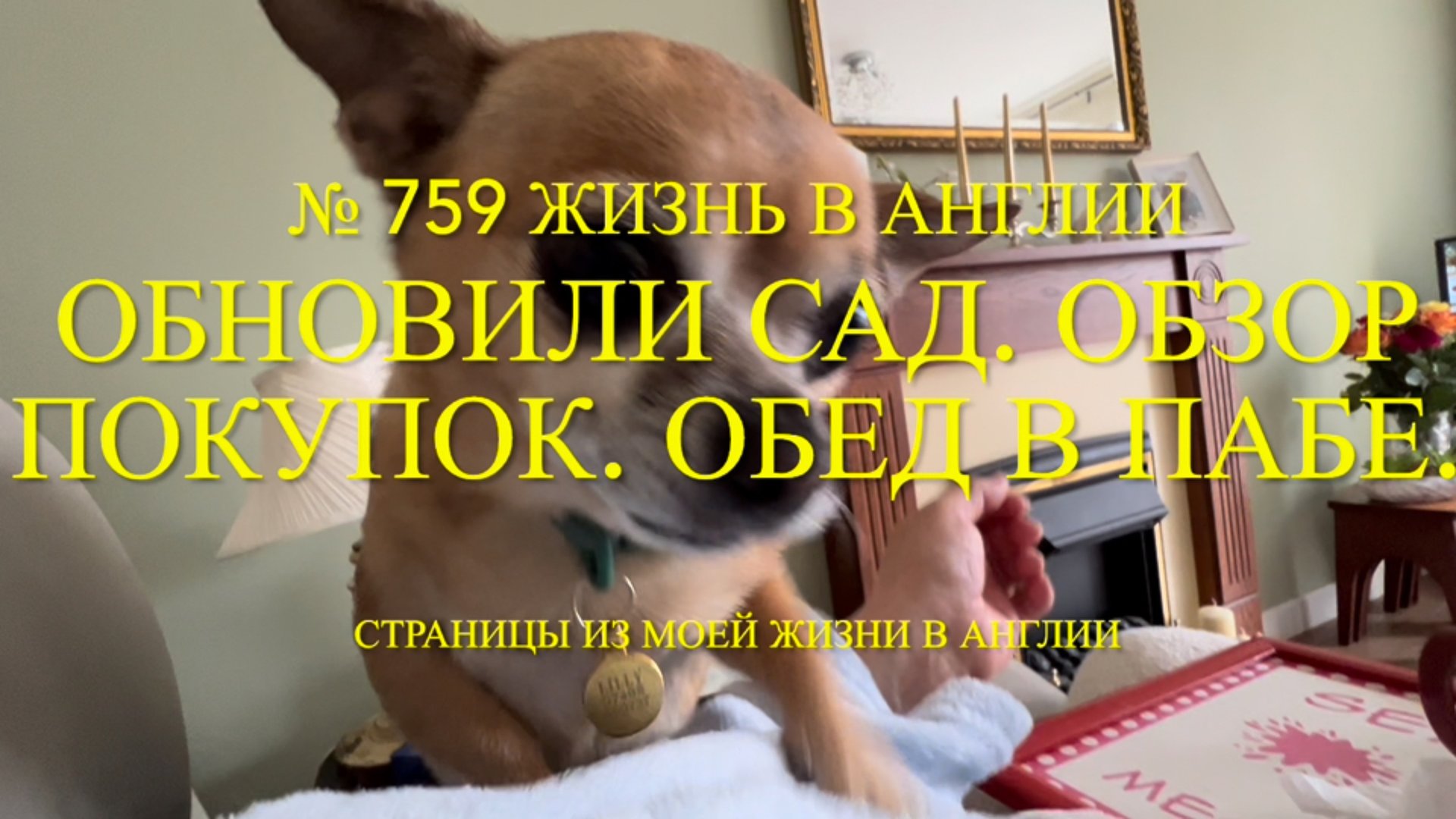 Обновили сад. Обзор покупок из Tesco. Обед в пабе и наши чихуахуа. № 759 Жизнь в Англии