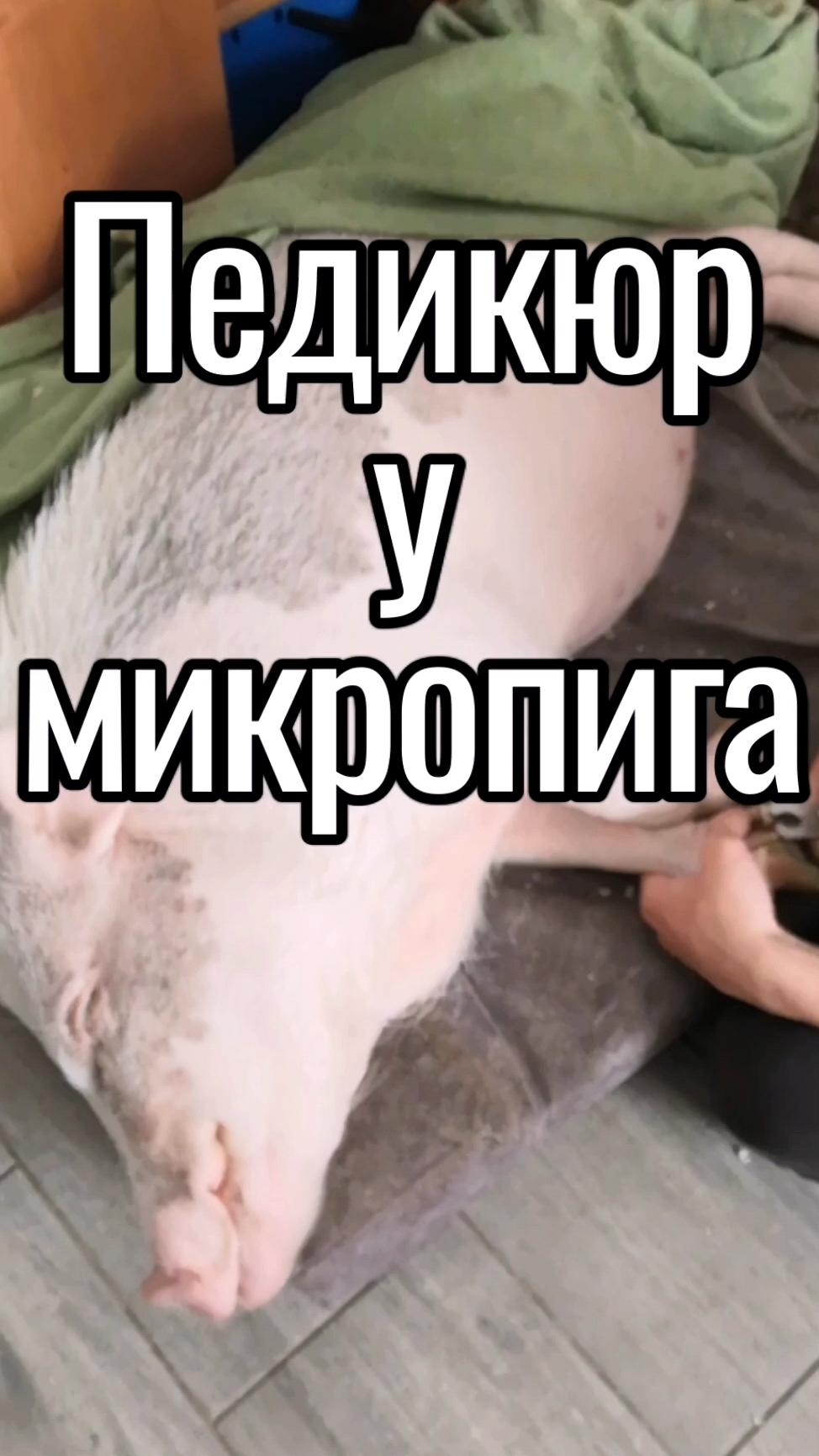 Педикюр у микропига