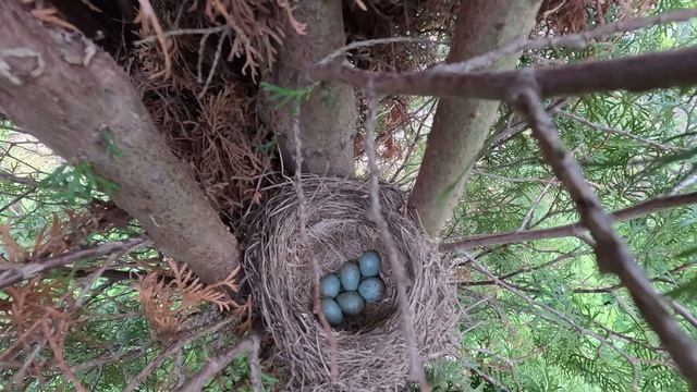 20250503 Дрозды поселились