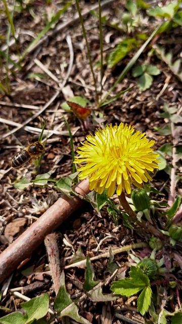 Пчелка трудится - собирает урожай нектара