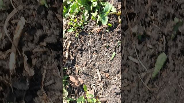 Лягушка, солнечный денек