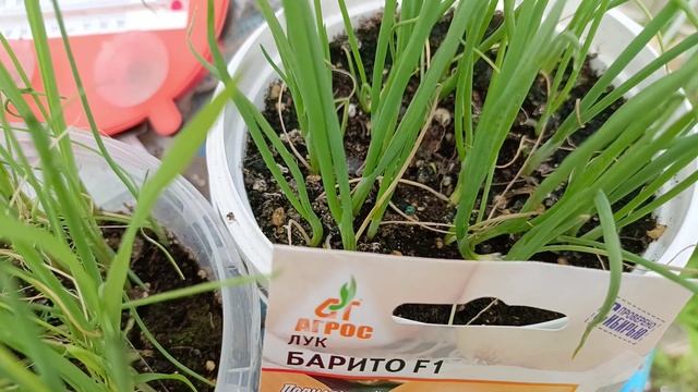 Сорта лука, которые я выращиваю в этом году. Совмещённые посадки лука