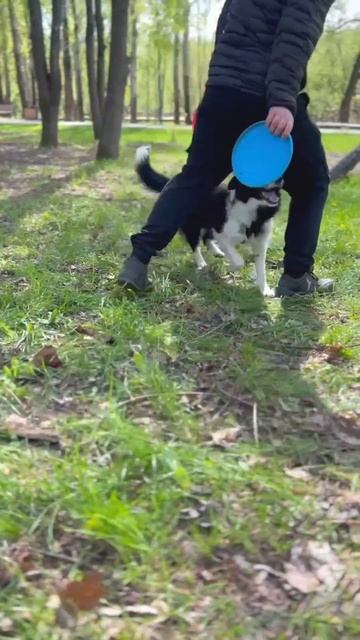 БК Шерл - каскад, флип