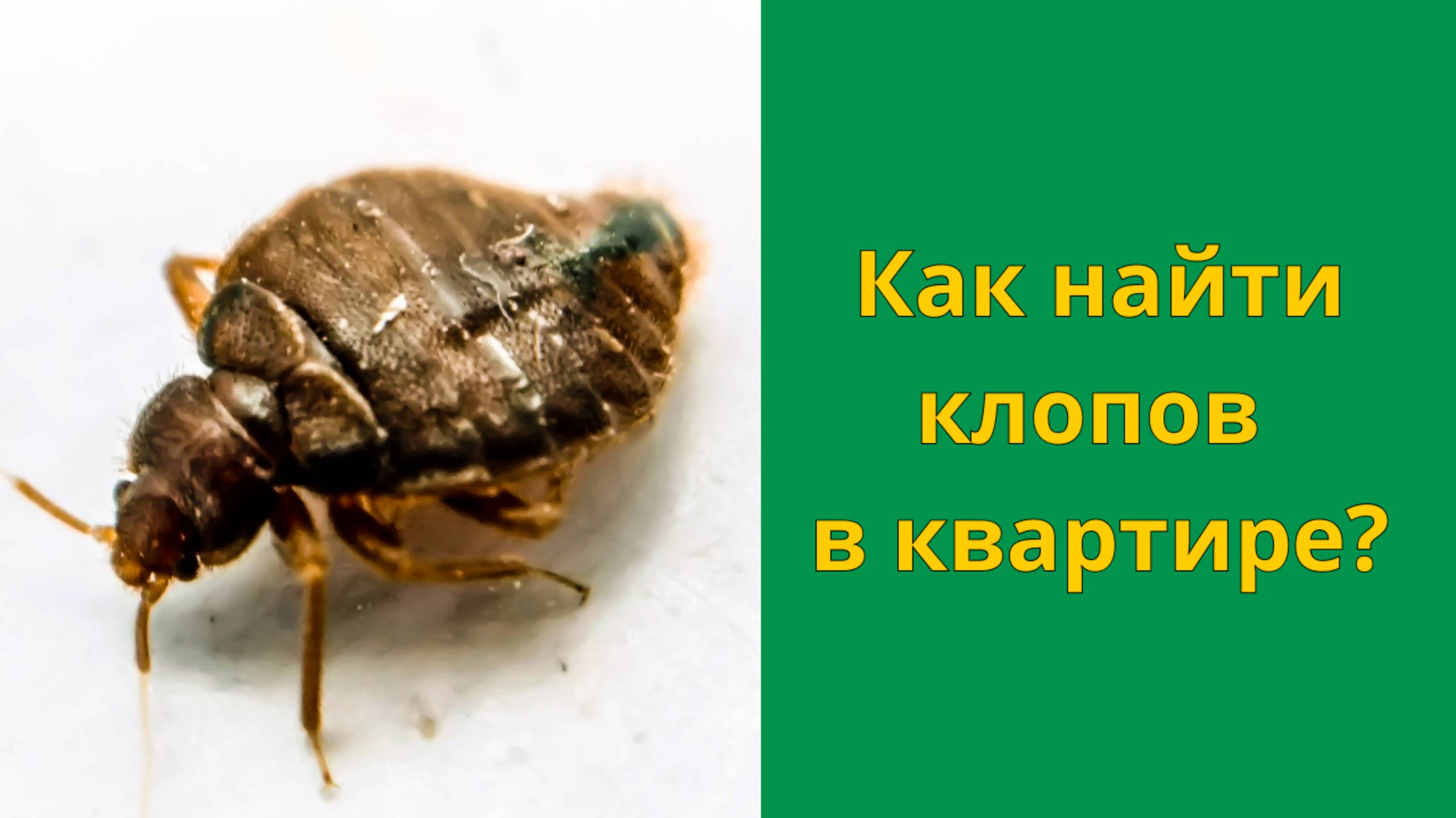 Как найти постельных клопов в квартире, матрасе или диване? Признаки клопов в доме!