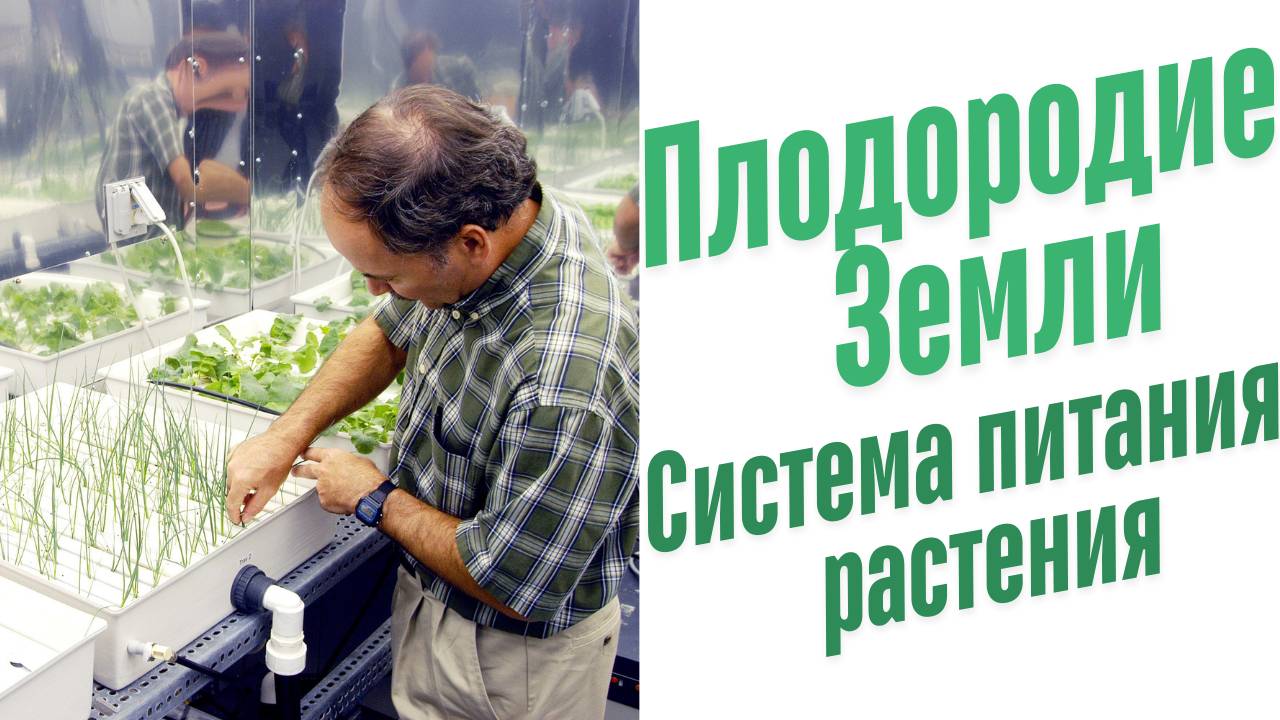 Система питания растения.