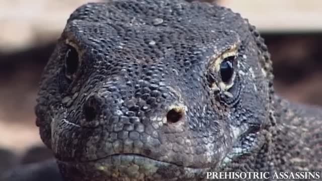 🎬 Палеонтология: Первобытная Австралия. Континент страха для первобытных людей.