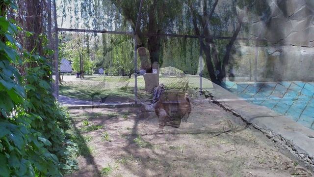 Зоопарк. Прогулка в детство