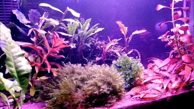 Новая люстра