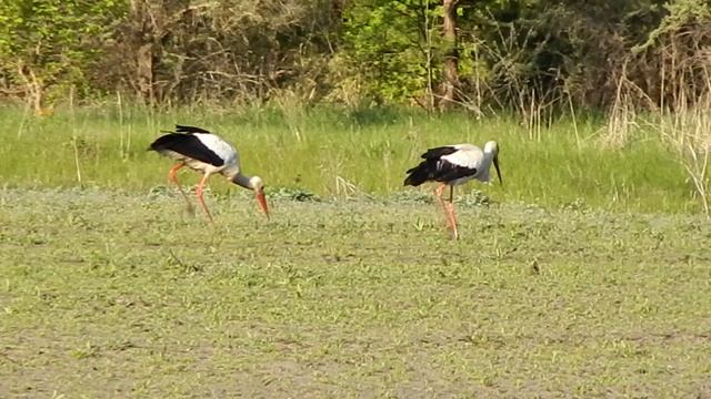 Аисты семейка 1