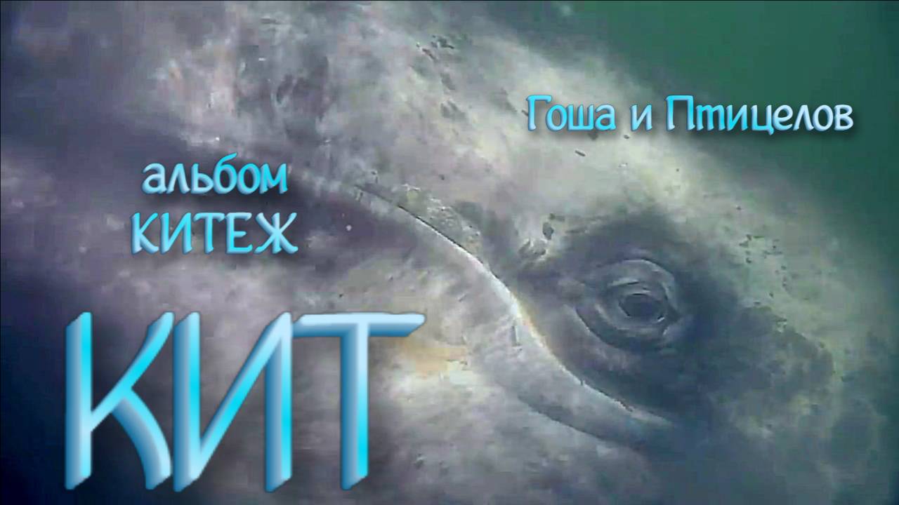 КИТ_Гоша и Птицелов