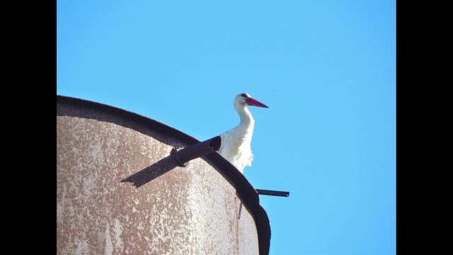 Аист молодой(слайдшоу)