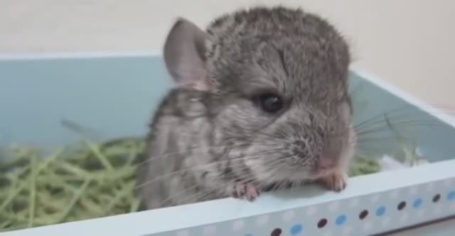 ... Шиншилла - Что мы знаем о ней....