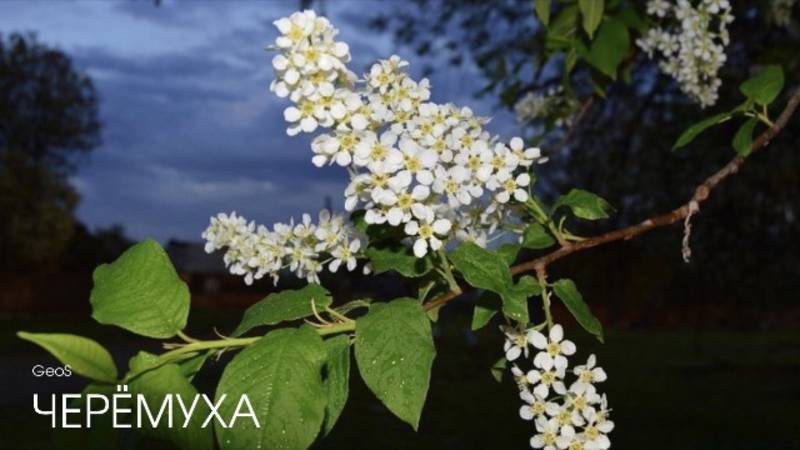 Георгий Шлифер "Черёмуха"