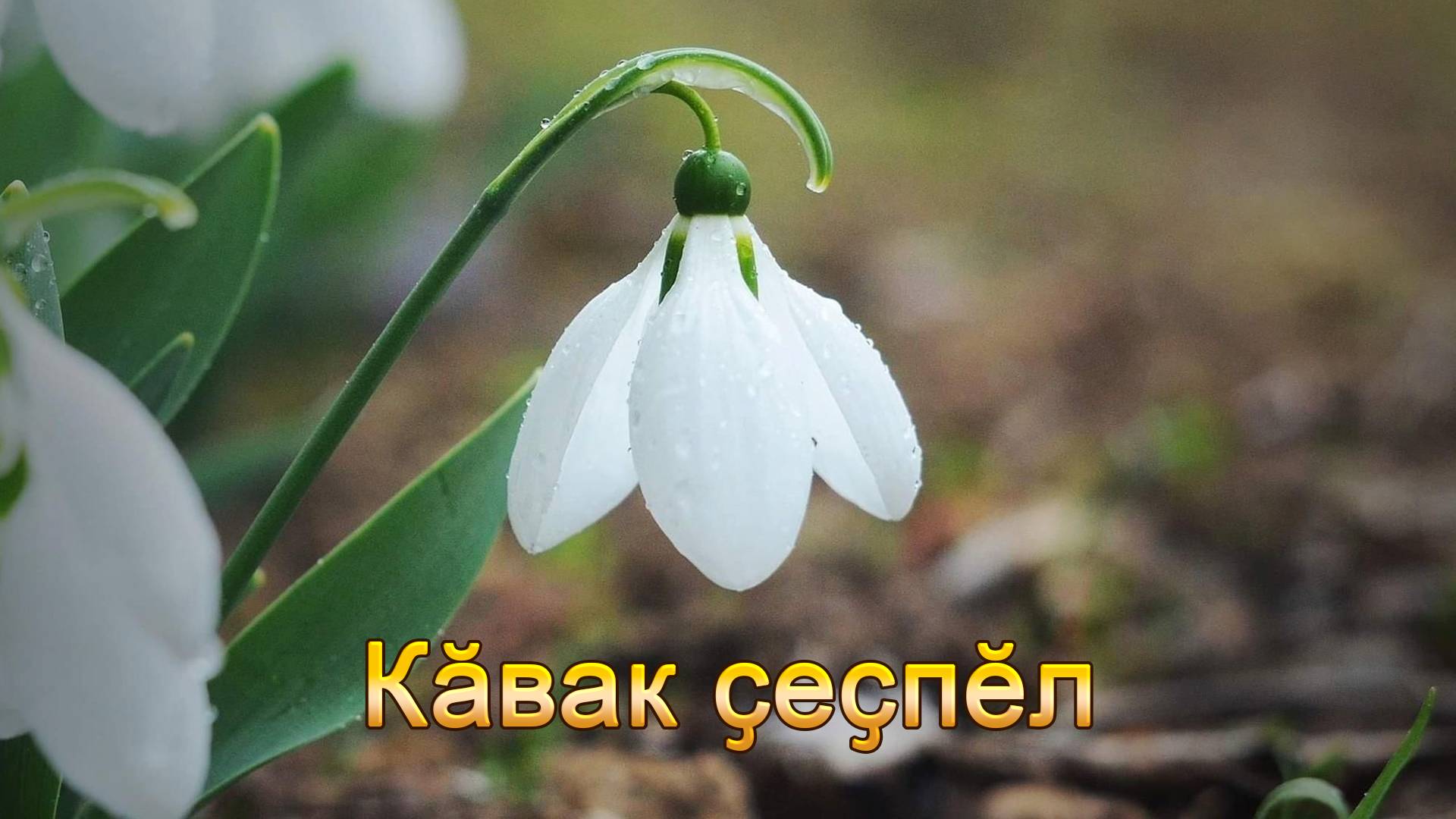 Анатолий Никитин – Кӑвак ҫеҫпӗл Подснежник