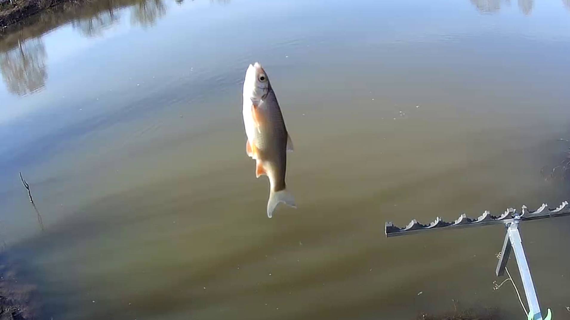 ВЕСЕННЯЯ РЫБАЛКА НА БОЛОНСКУЮ УДОЧКУ