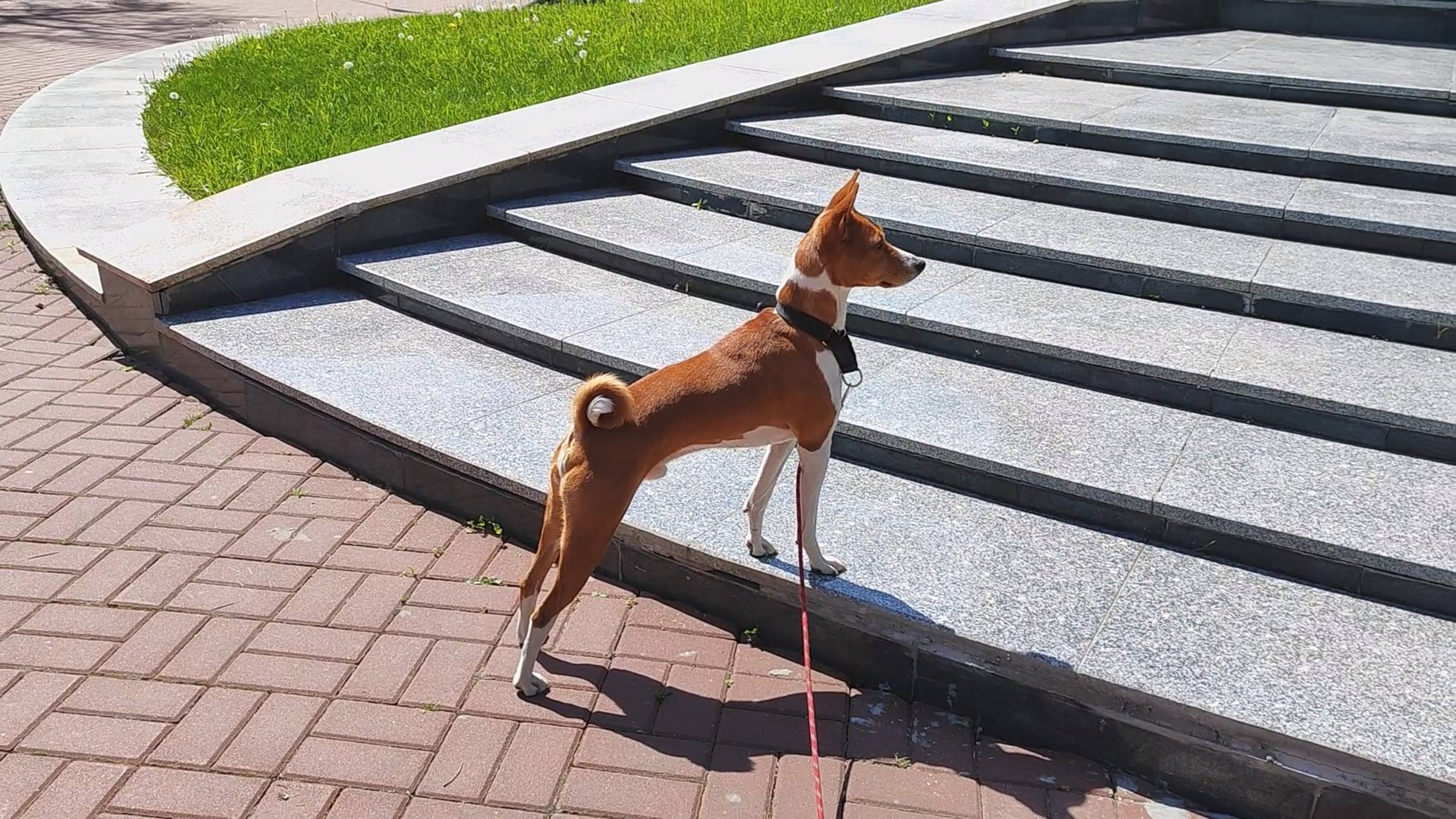 Утреннее. Созерцательное. Лео & Фокс | Передержка собак Ростов