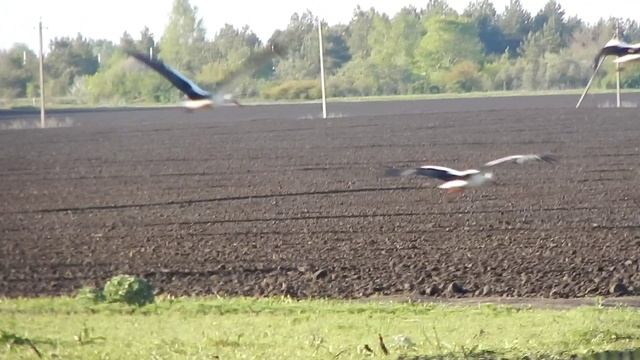 Аисты семейка(со взлётом)