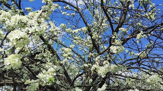 Москва. Краски весны. Цветущие груши и вишни. Май 2025