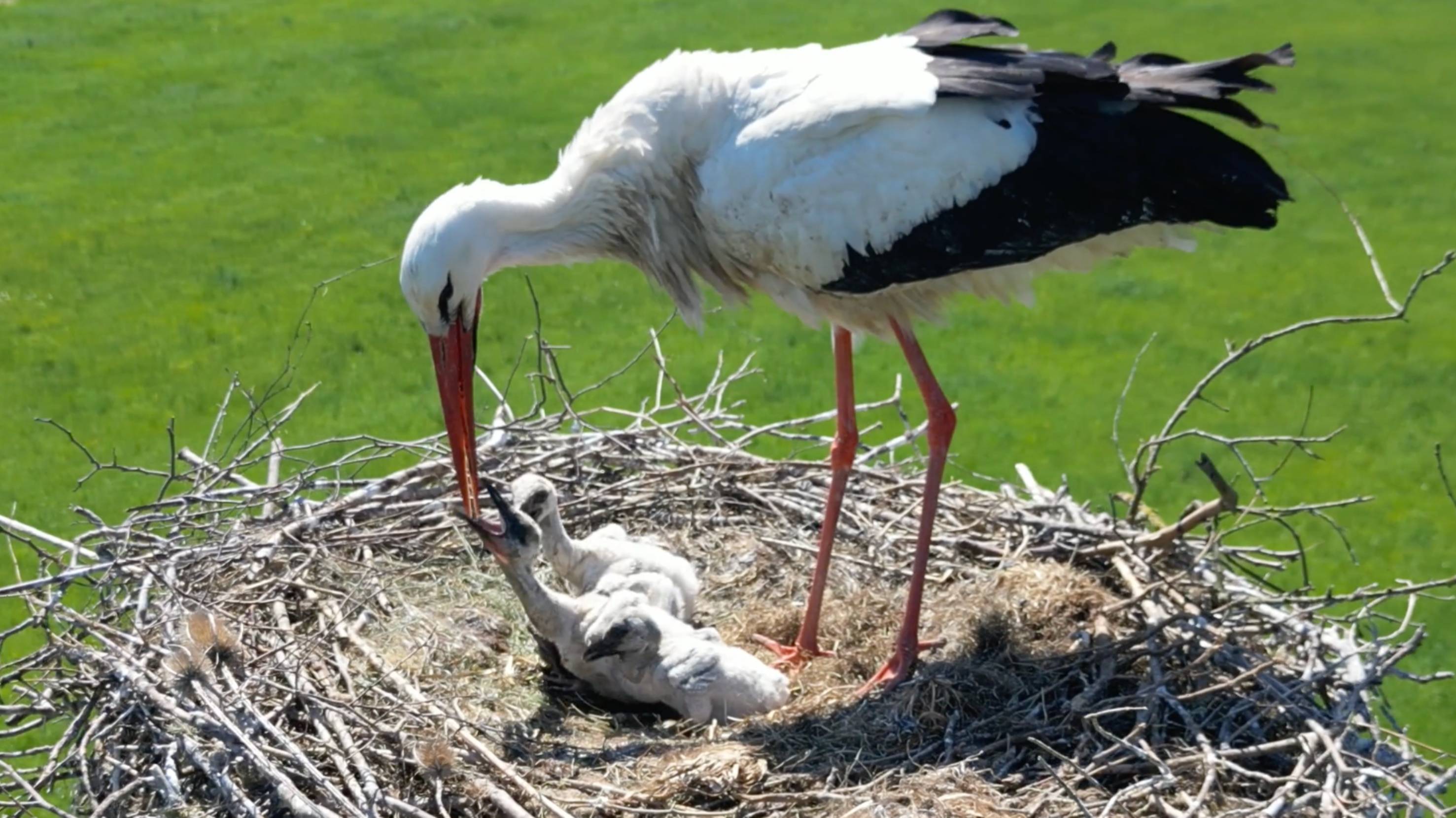 первомайская жара