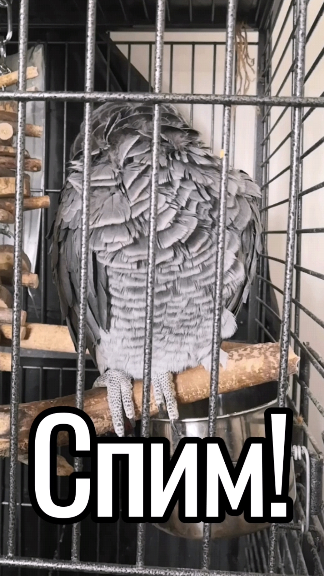 Жако Варя спит