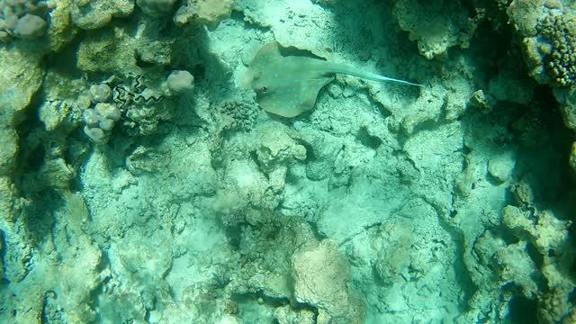 Красное море. Синепятнистый скат хвостокол (Taeniura lymma).