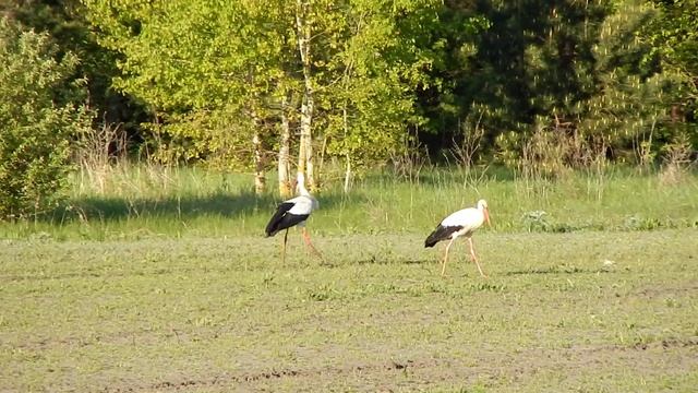 Аисты семейка 2