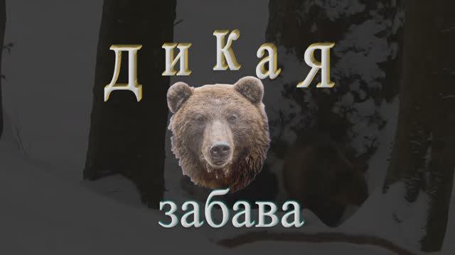 Дикая забава.