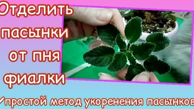 Простой проверенный способ укоренить пасынки.