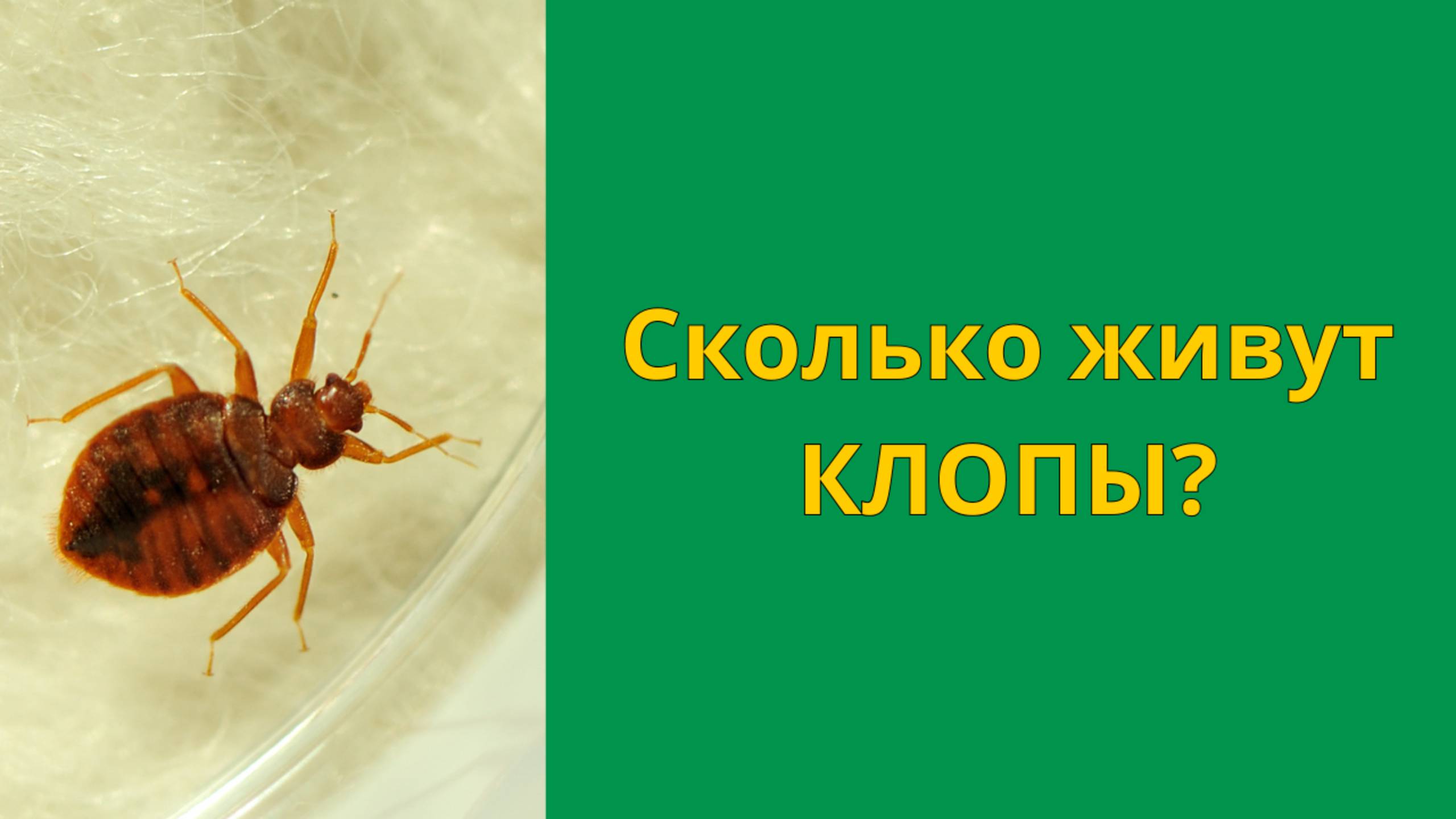 Сколько живут клопы без еды, крови в пустой квартире без людей?