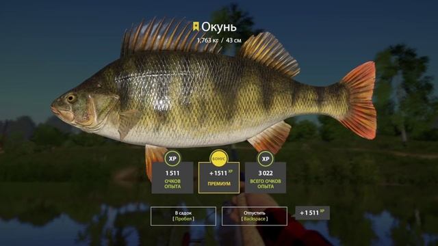 Русская Рыбалка 4 (Трофей Окунь) р.Вьюнок