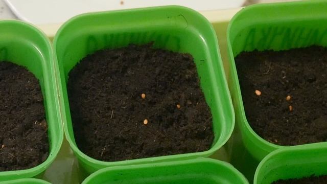 СИНИЧКА К ВЫСАДКЕ ГОТОВА!