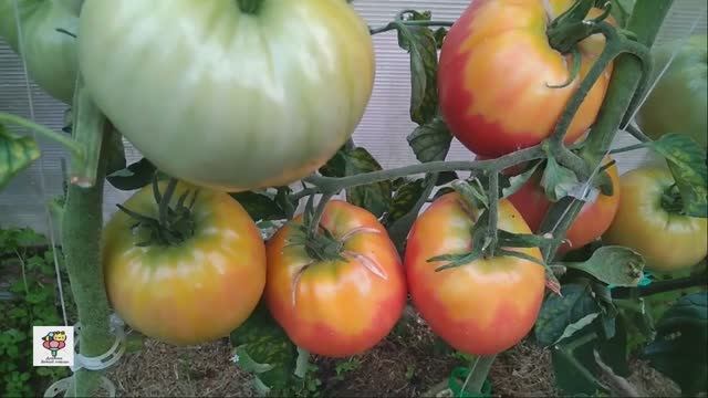 Томат Вельможа продолжал удивлять и восхищать на протяжении всего сезона