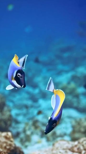 Москвариум ❤️ 
🤔  кто знает какой вид рыбки?